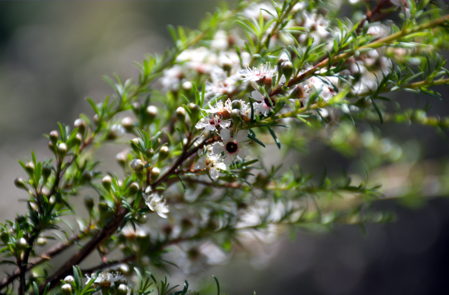 The Enigmatic Kānuka & Mānuka Trees of New Zealand – Whenua Honey