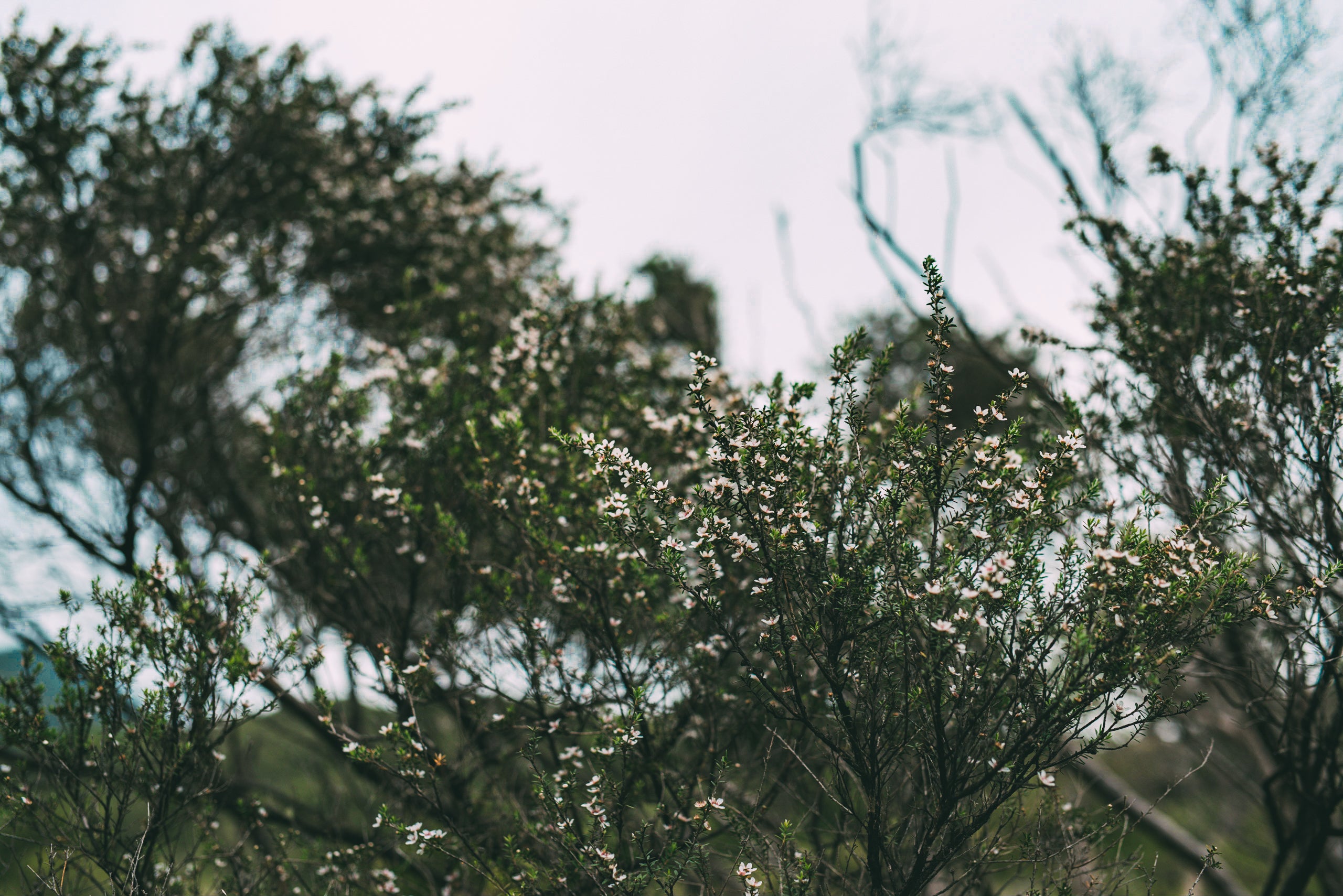 The Manuka Tree | Learn About Its Importance and Benefits – Whenua Honey